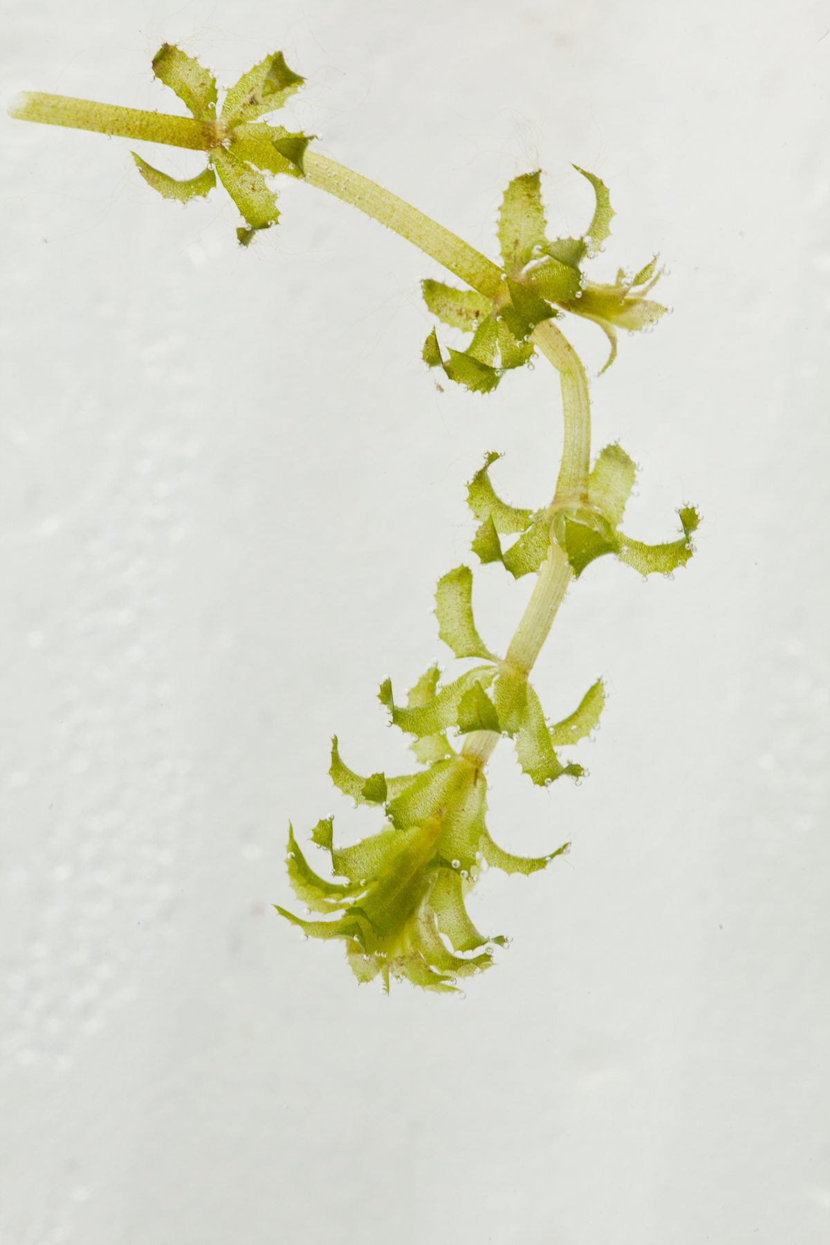 Hydrilla Identification – NYSFOLA