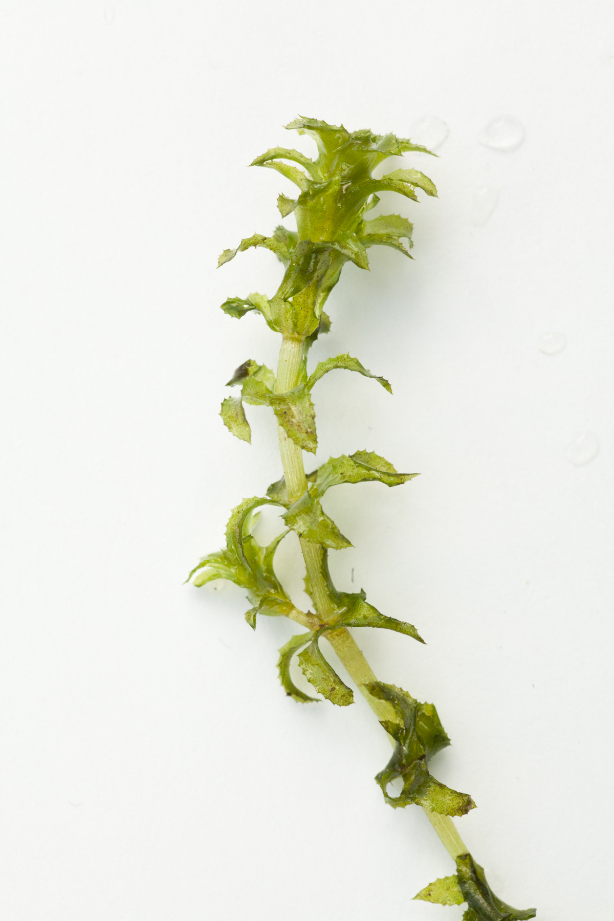 Hydrilla Identification – NYSFOLA
